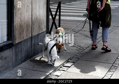 Copenhagen, Denmark.,06 August 2021, Woman with her two pets or animal ...