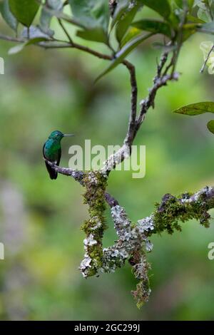 Hummingbird perched on a tree branch on coral background Stock Photo ...