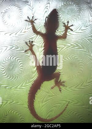 Gecko Lizard and Mirror Stock Photo - Alamy