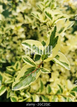 Closeup shot of Elaeagnus Stock Photo - Alamy