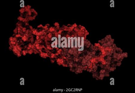 Troponin, 3D rendering: structure of the human cardiac troponin Stock ...