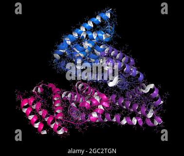Structure of human albumin, 3D cartoon model isolated, white background ...