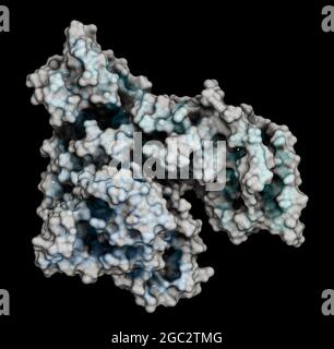 Human serum albumin (HSA) protein. Most abundant protein in human blood ...