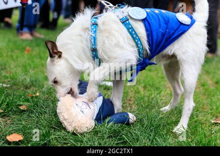 Small white dog chews on Boris Johnson doll dog toy at a Pro European ...