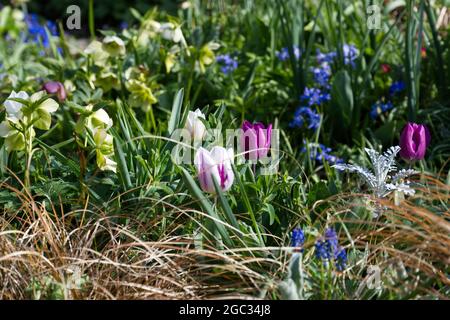 Purple tulips, other spring flowers in bloom in the background of a ...