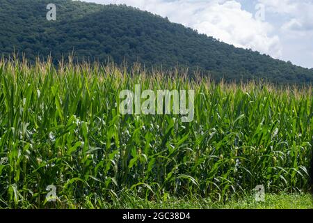 corn field with mountain in the background Stock Photo - Alamy