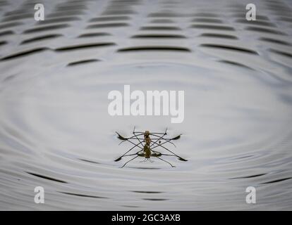 Two insects walking on the surface tension of the water Stock Photo - Alamy