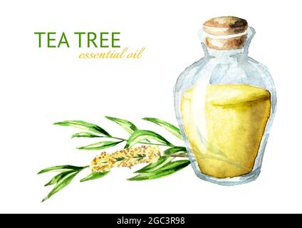 Watercolor tea tree branch with aromatic green leaves isolated on white ...