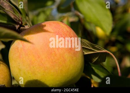 Suncrisp apple tree in orchard Stock Photo - Alamy