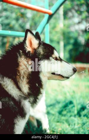 HERMOSA, PHILIPPINES - Jan 02, 2018: A closeup shot of a cute Siberian ...