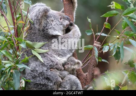 A female Australian koala with a joey in her pouch climb the branch of ...
