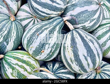 A collection of silver edge squash with its distinctive green and white ...