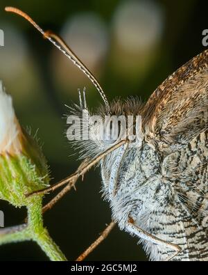 Common fourring, Ypthima huebneri, butterfly feeding on flowers Stock ...