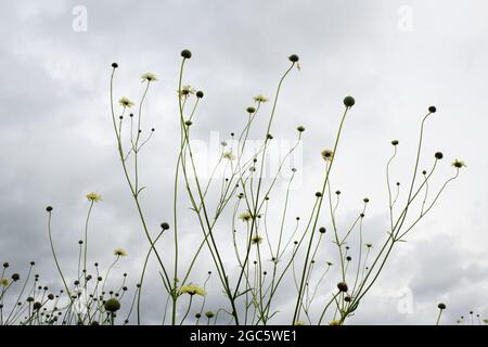 Giant yellow scabious flowers Scabiosa columbaria subsp. ochroleuca ...