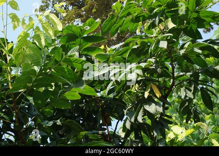Lepisanthes rubiginosa tree with a natural background. Also called ...