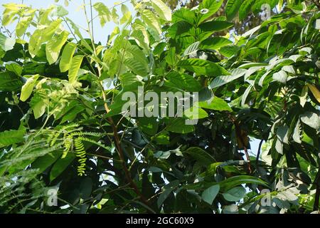 Lepisanthes rubiginosa tree with a natural background. Also called ...
