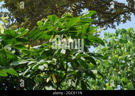 Lepisanthes rubiginosa tree with a natural background. Also called ...