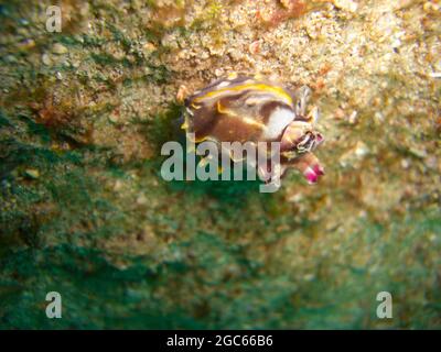 Cuttlefish on the ground in the filipino sea 28.11.2012 Stock Photo - Alamy