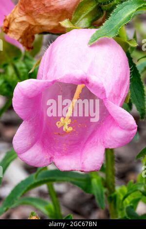 Campanula medium, commonly known as the bellflower, is showcased here ...