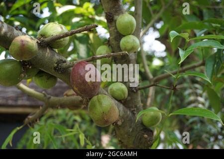 Mahkota dewa fruit or Phaleria macrocarpa on tree. Called God's crown ...