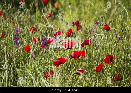 Closeup shot of a field and valley of the poppy flower, in Georgia ...
