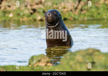 Sea Lion Baby in Peninsula Valdes, Unesco World Heritage Site, Chubut ...