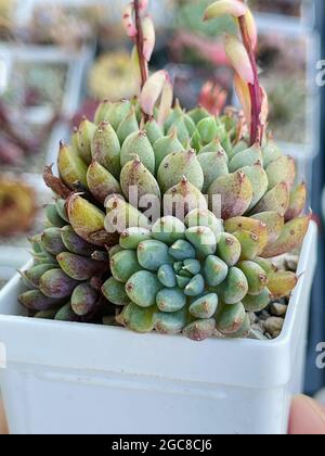 Echeveria Green surf succulent plants. Top view succulent flowers Stock ...
