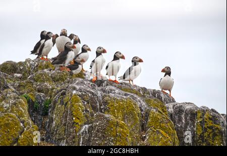 A large group of Atlantic Puffins on breeding grounds, Farne Isles ...
