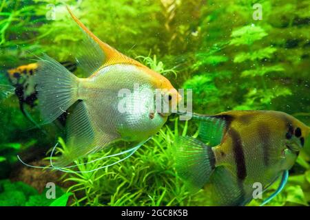 Close up view of freshwater silver bream or white brem fish on black ...