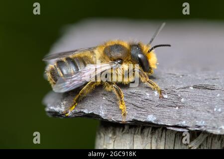 Leafcutter bee (megachile) covered in pollen, on a vibrant purple daisy ...