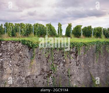 Concrete wall with grape vine in autumn. Selective focus Stock Photo ...