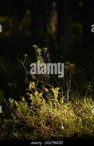 Forest swampy area. Ledum plant close-up Stock Photo - Alamy