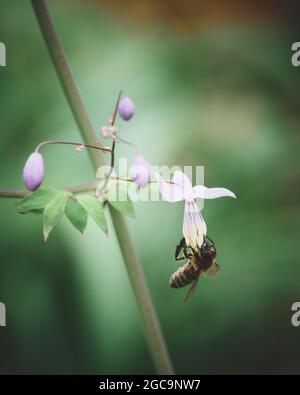 Macro Flowers Photography Moody Style. High quality photo Stock Photo ...
