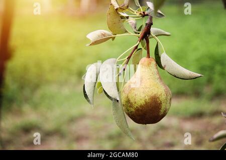 William Pear on Tree Branch with Hand Harvesting or Holdin the Fruit ...
