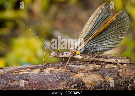 Image of a siam giant stick insect and stick insect baby on the green ...