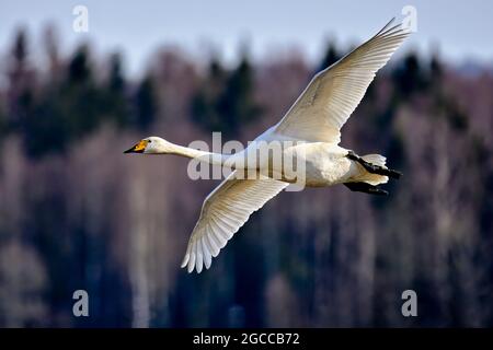 Whooper swan in migration in the sky during spring, summer. Bright ...