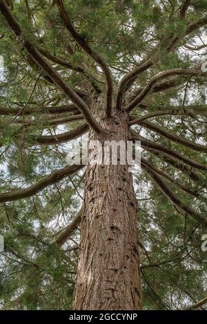 Coastal redwood (Sequoia sempervirens), Coastal redwood, Cypress family ...