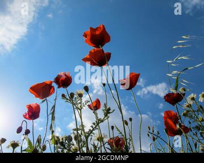 Poppies on an unused field near Narbonne Stock Photo - Alamy