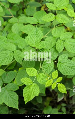Rubus idaeus, european raspberry plant with green leaves Stock Photo ...