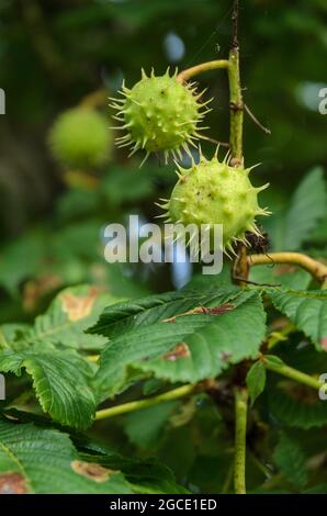 growing spiked green chestnuts conkers on tree up close with leaves; UK ...