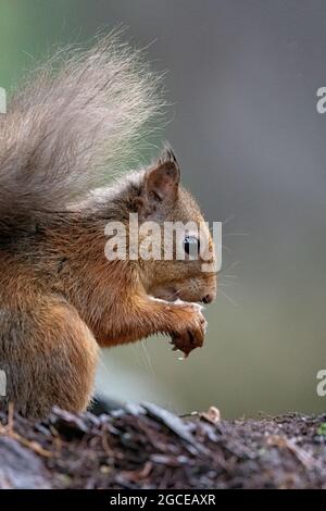 Red Squirrel (Sciurus vulgaris). Underside of head showing mouth, upper ...
