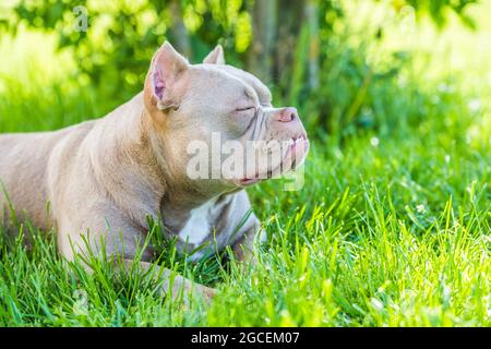 Lilac color American Bully dog female with toy outside on green grass ...