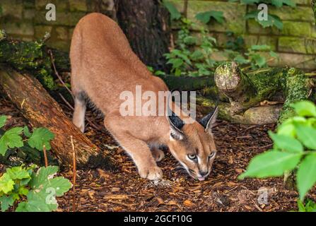 The caracal is a medium-sized wild cat native to Africa, the Middle ...