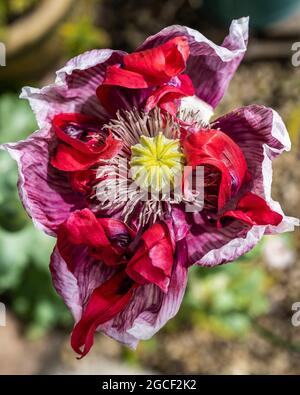 Giant Poppy flower, Papaver somniferum, in the garden Stock Photo - Alamy