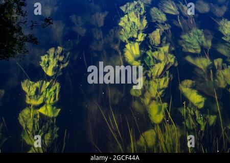 Aquatic Plants Beneath Clear Lake Water With Stones And Soft ...