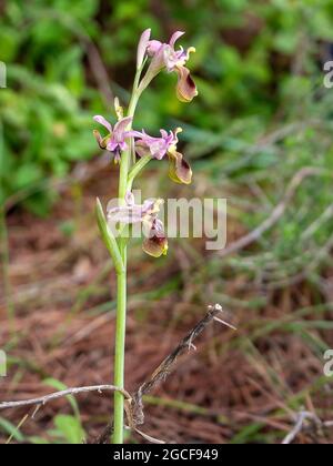 Ophrys tenthredinifera, the sawfly orchid, is a terrestrial species of ...