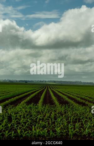 Crops, Seeded Field Stock Photo - Alamy