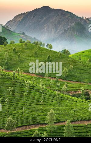 Mountain view in Munnar kerala India Stock Photo - Alamy