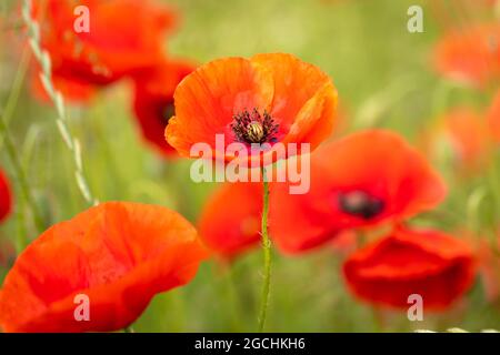 Field of blooming red rorn poppies in Germany Stock Photo - Alamy