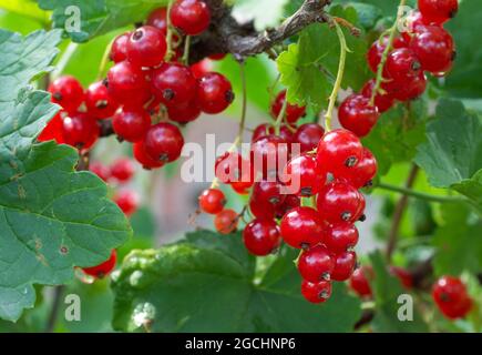 Bunches of red currants, close-up. Ripe red berries Stock Photo - Alamy